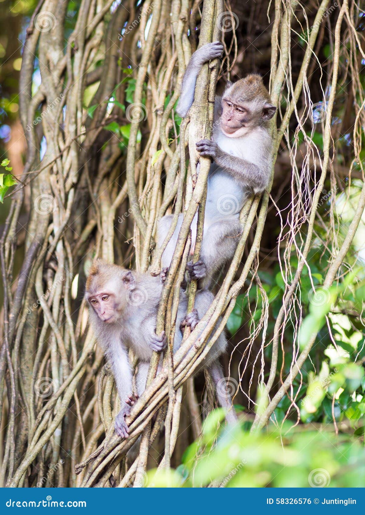 Young Monkeys Playing on Tree Stock Photo - Image of company, primate ...