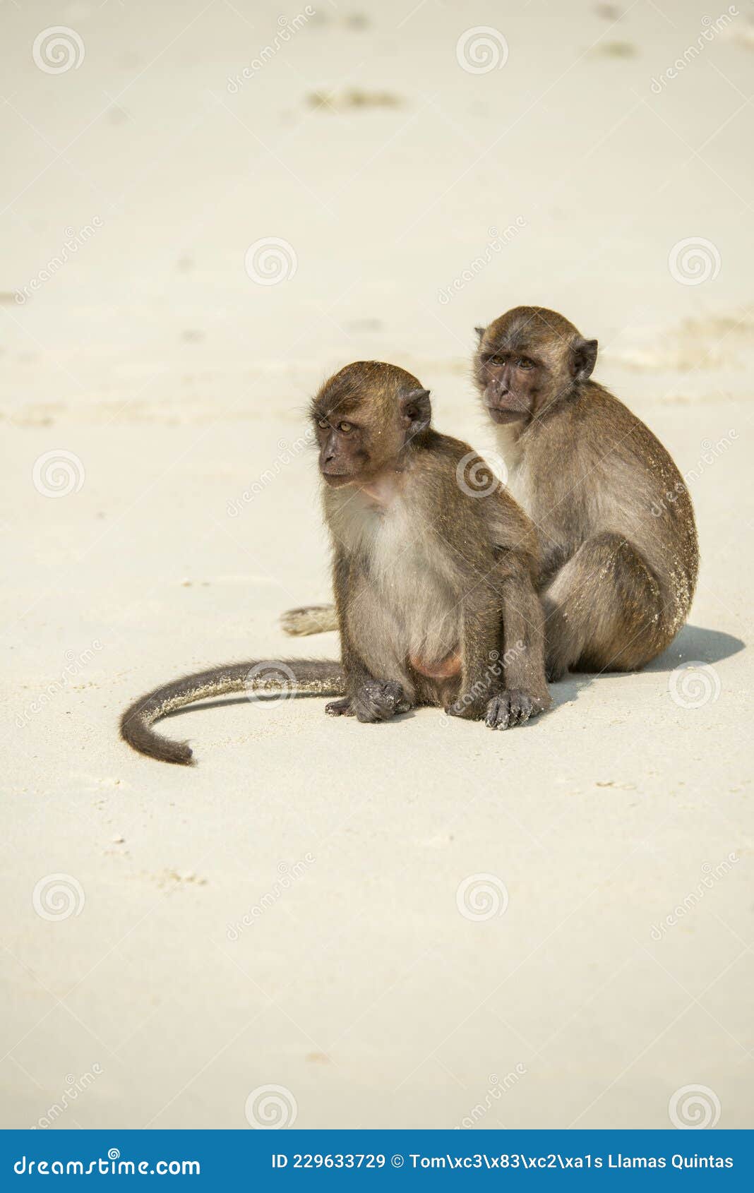 Young Monkeys and Robbers Sitting on the Sand at Monkey Beach on Phi ...