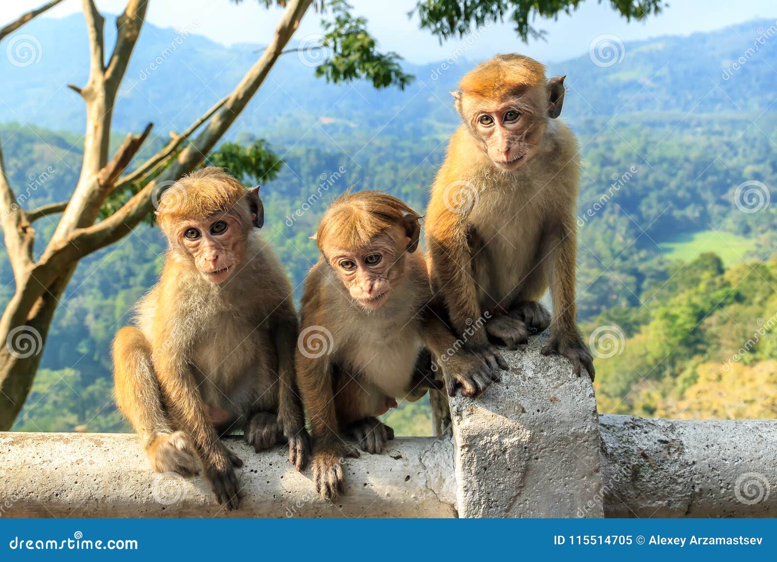 Young Monkeys Sit On The Background Of Mountains And Rainforest Royalty-Free Stock Photo ...