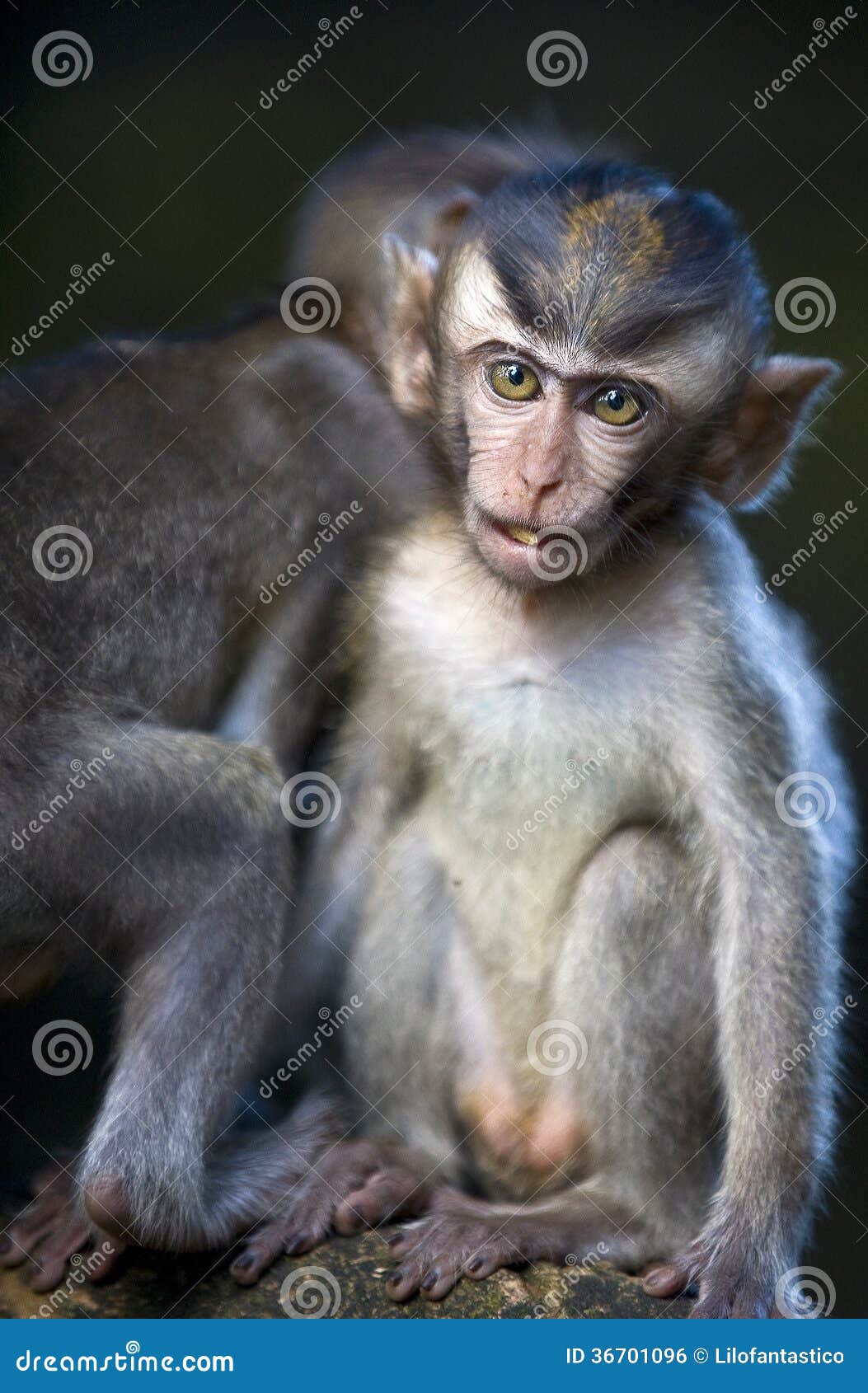 Young Monkeys Sit On The Background Of Mountains And Rainforest Royalty ...