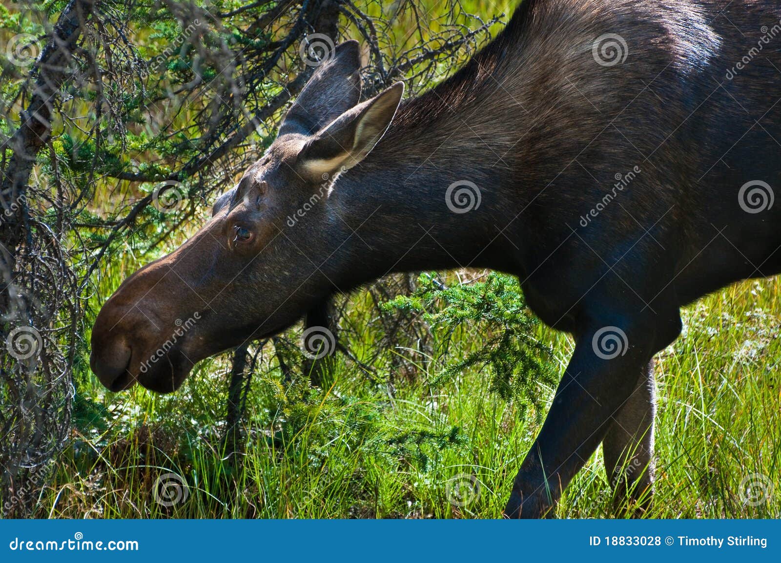 Young moose stock photo. Image of landscape, deer, grass - 18833028
