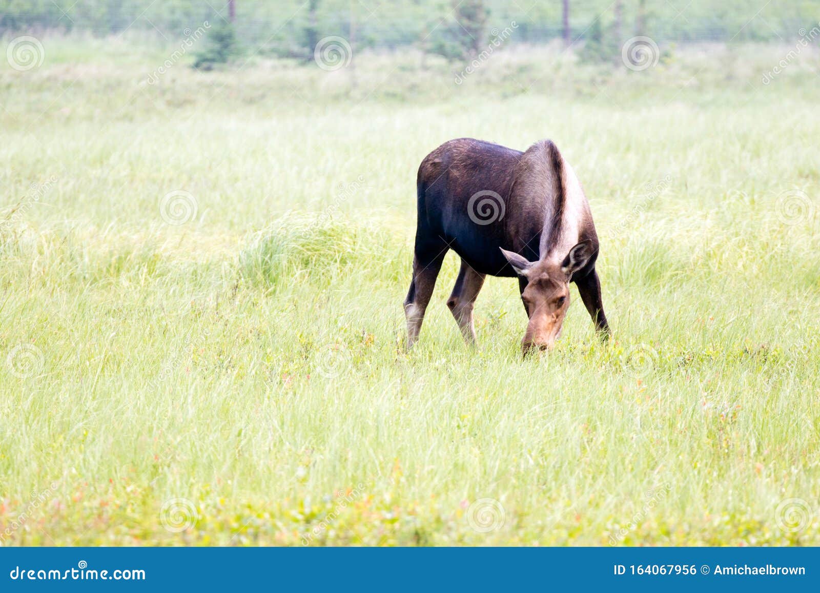 Young Moose Calf stock photo. Image of natural, field - 164067956