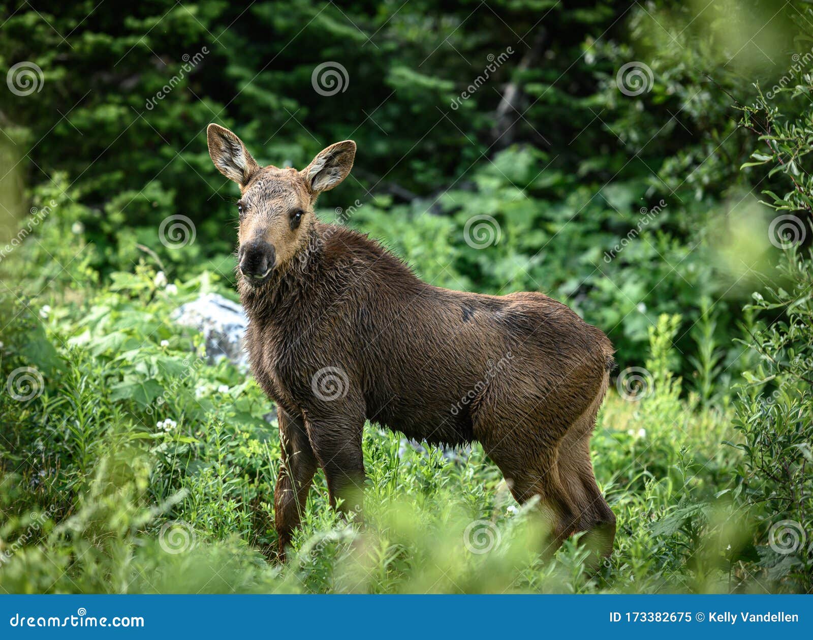 Young Moose Calf with Long Eyelashes Stock Image - Image of green ...