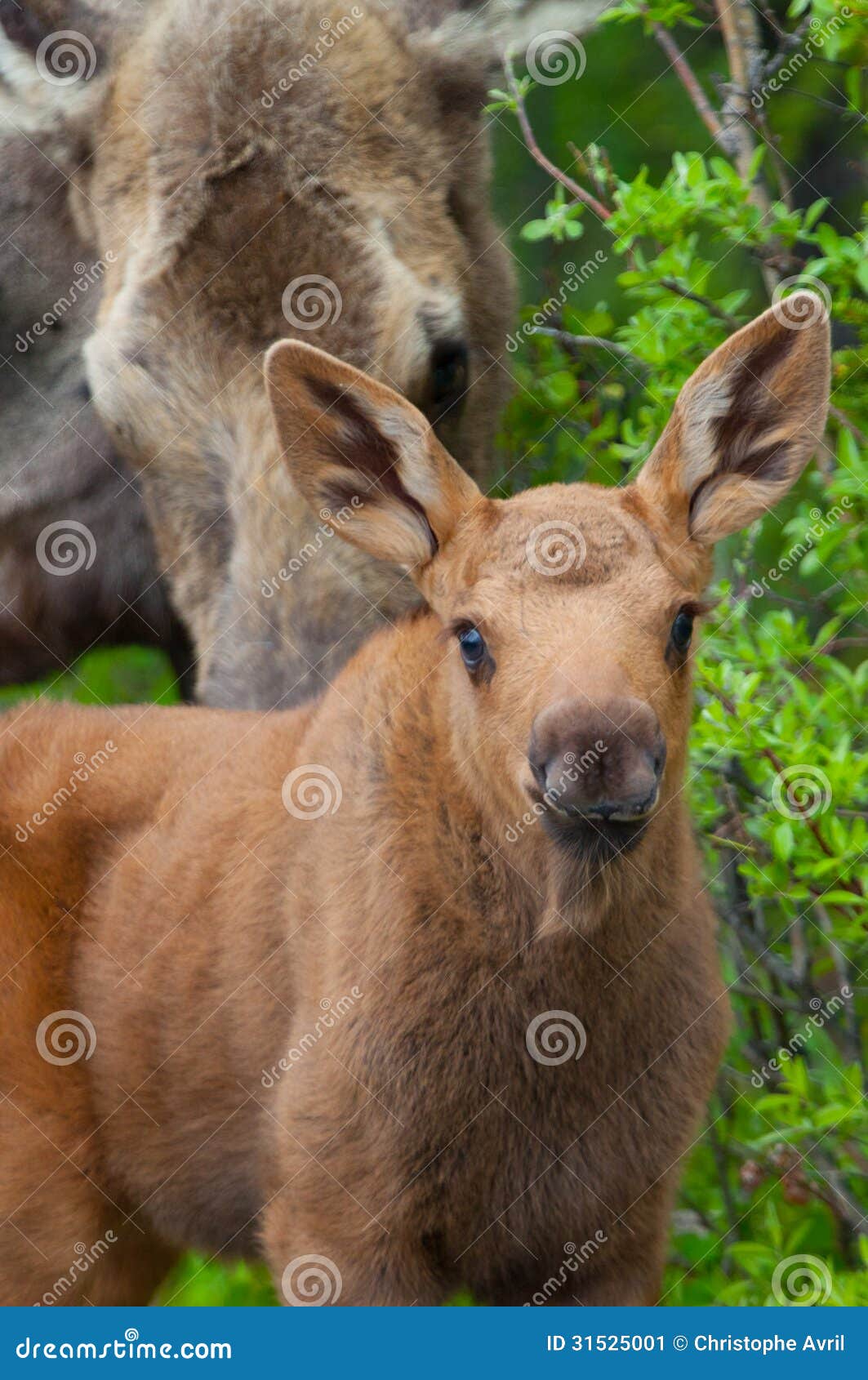 Young Moose stock image. Image of alaska, green, calf - 31525001