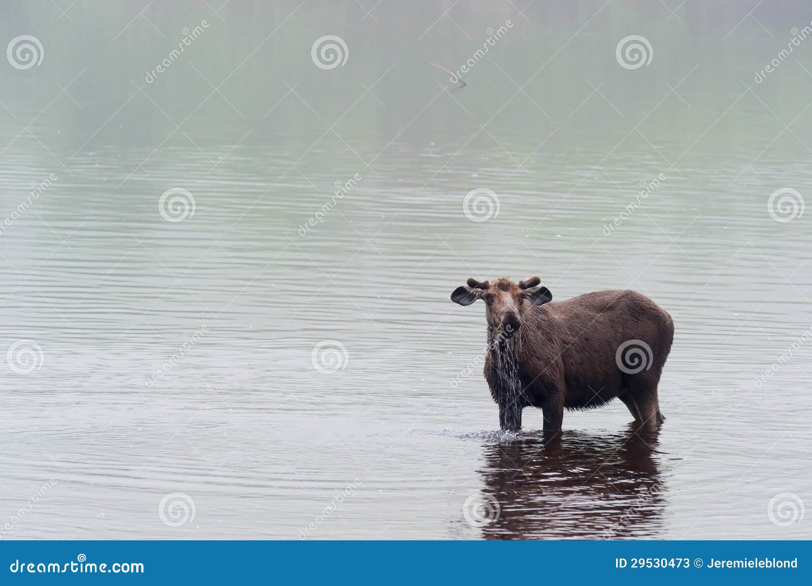 Young moose eating stock image. Image of woods, foret - 29530473