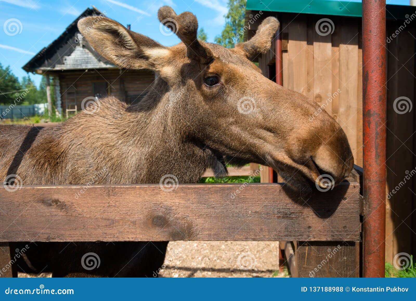 A young moose on a farm stock photo. Image of hoofed - 137188988