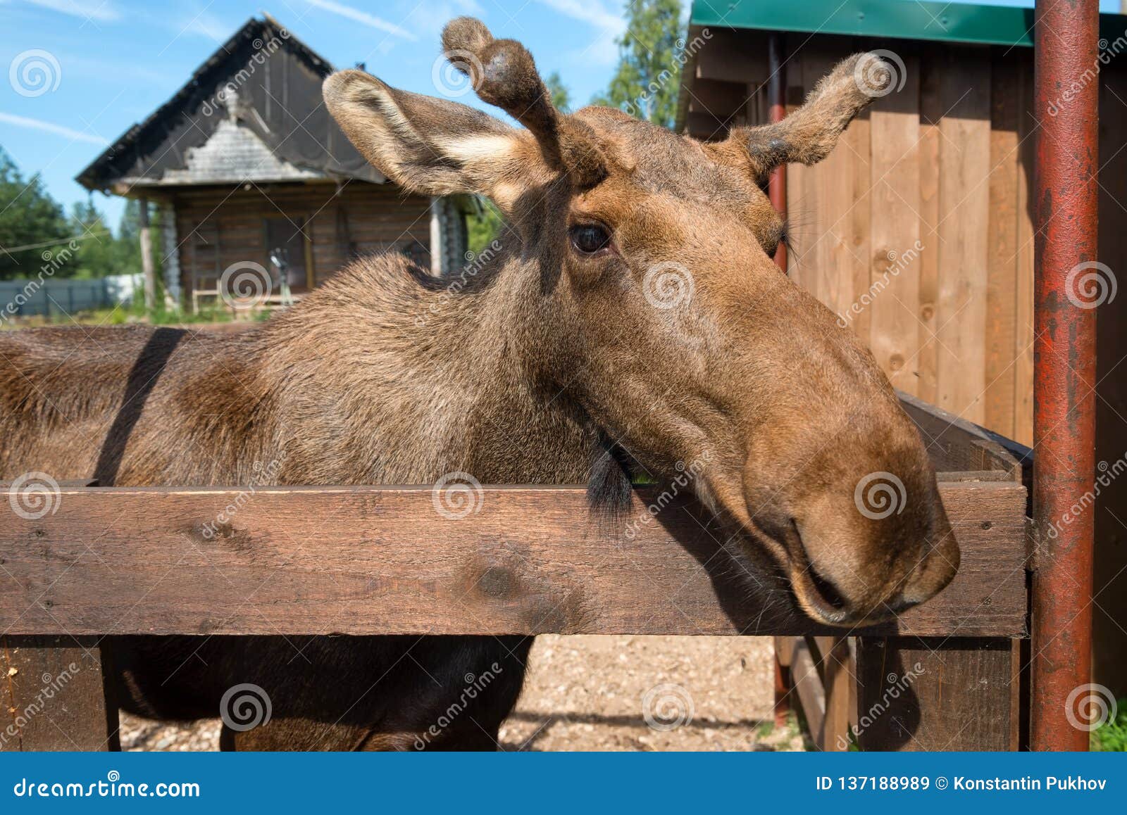 Moose in a farm pen stock image. Image of hoof, fence - 137188989