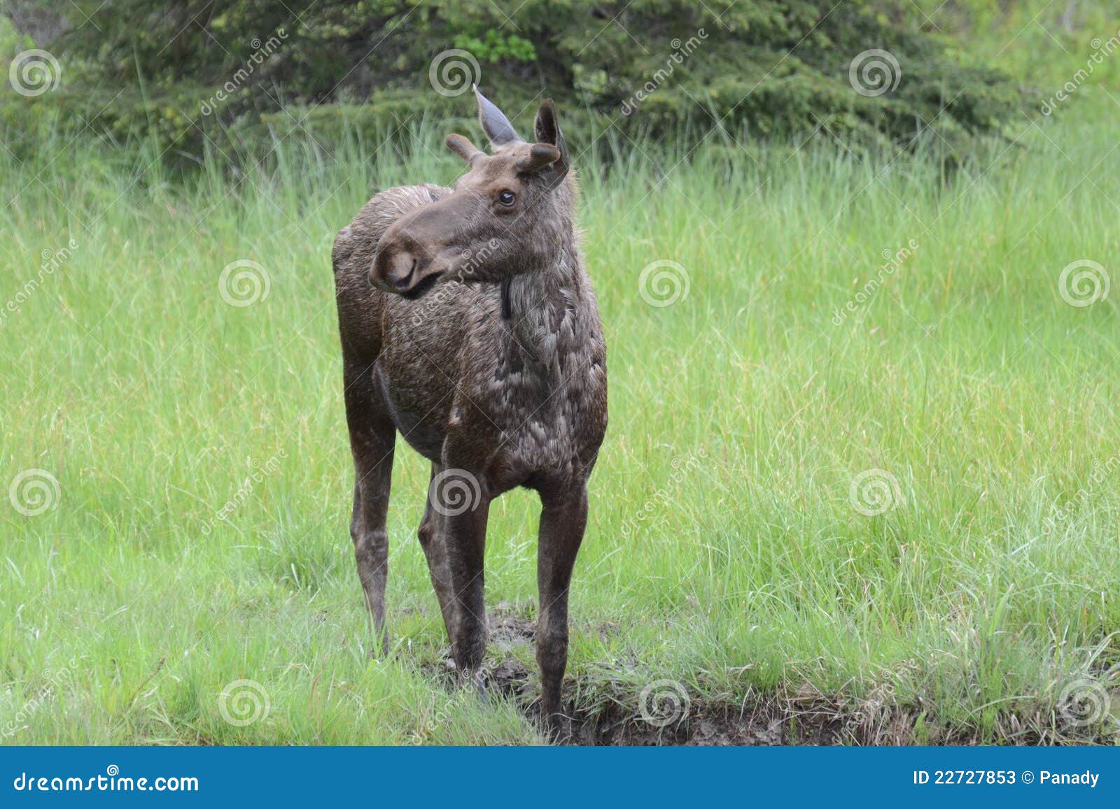 Young Moose in a Field of Green Stock Image - Image of backwoods, alces ...