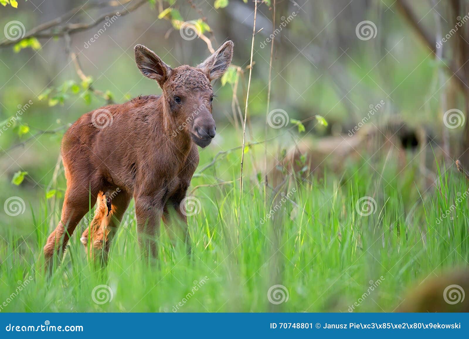 Young moose in the forest stock image. Image of animal - 70748801