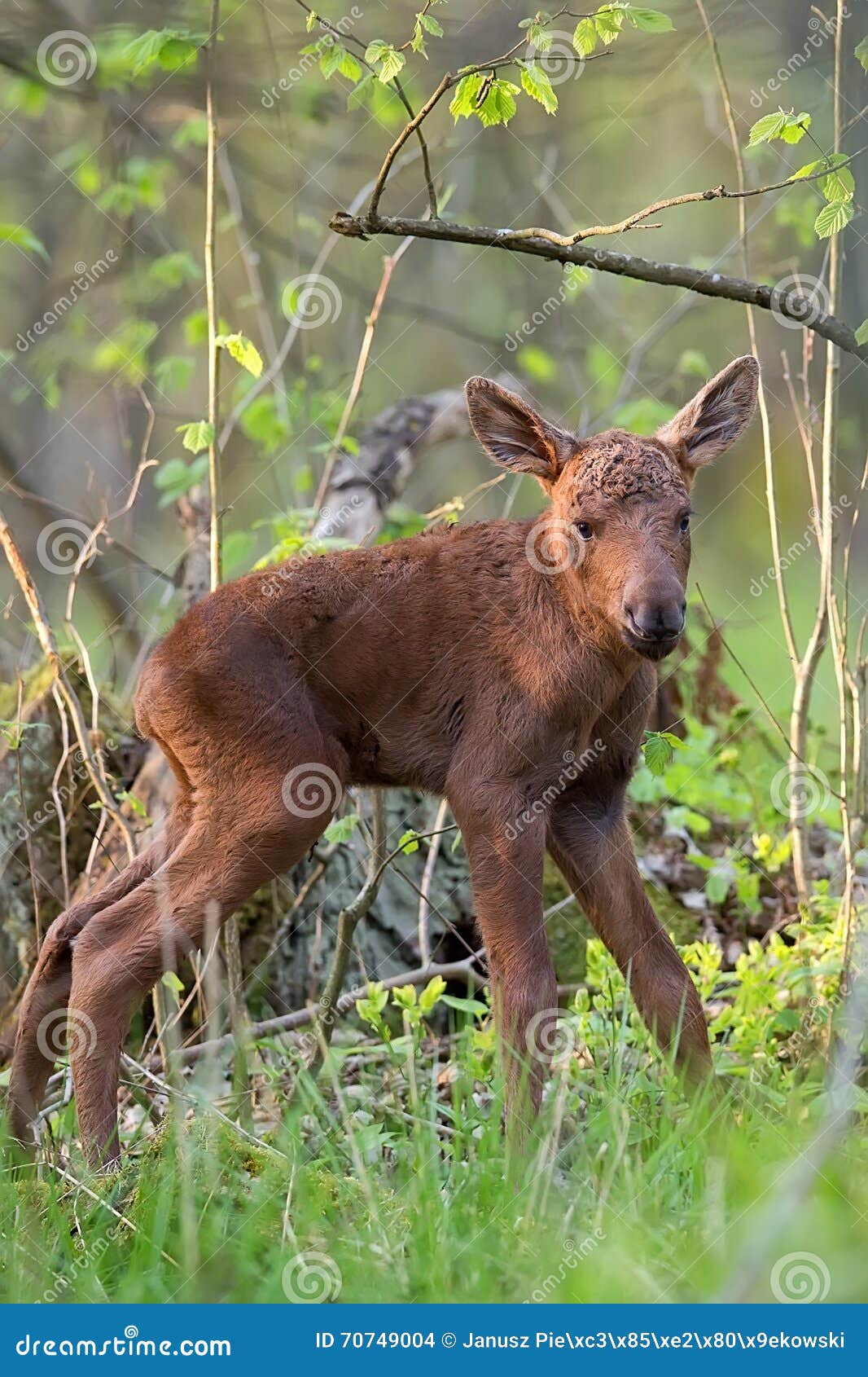 Young moose in the forest stock photo. Image of young - 70749004