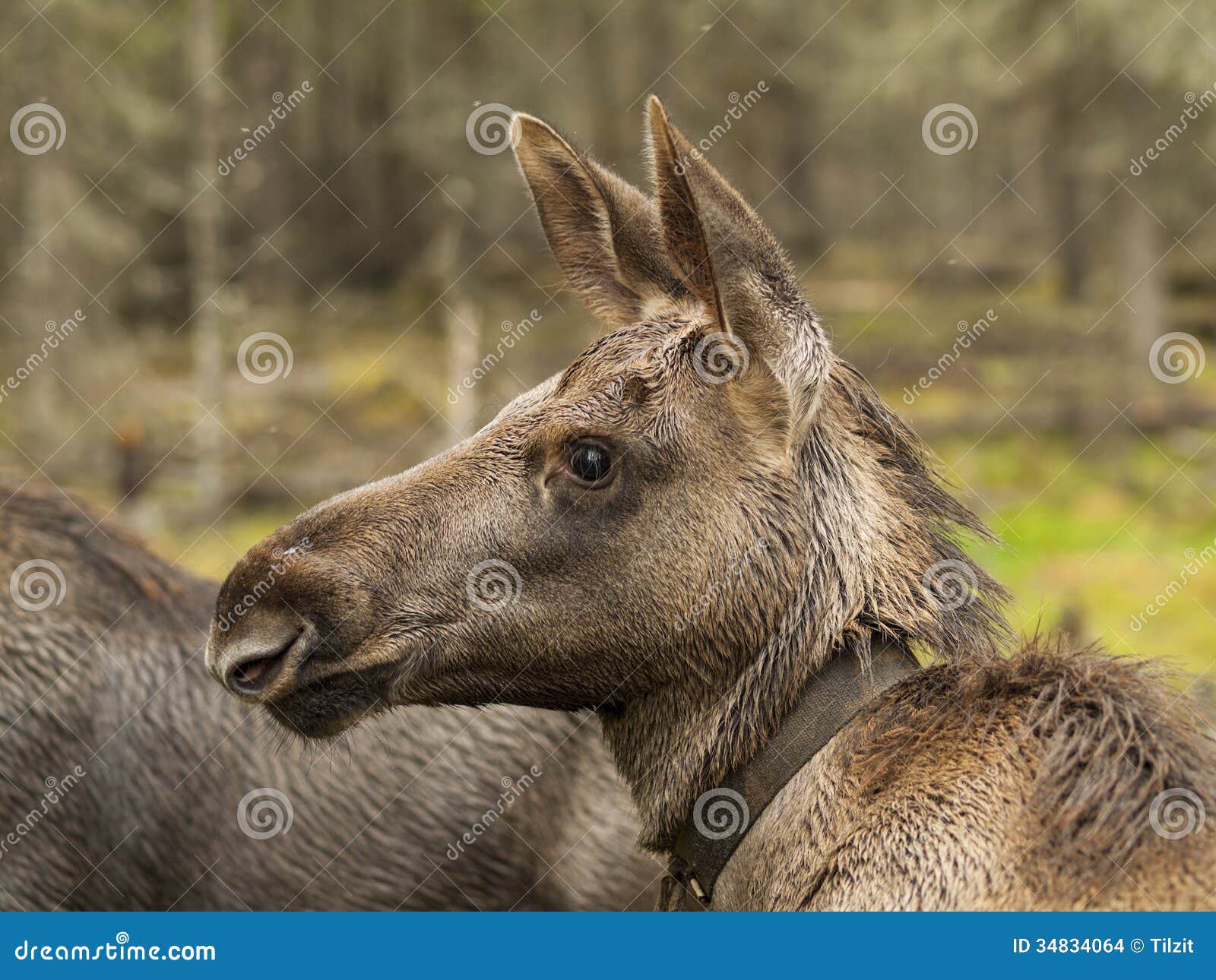 Young moose stock photo. Image of ears, brown, skin, vigilance - 34834064