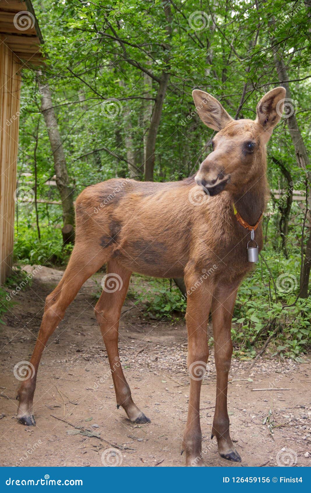 Young Moose in the Reserve at the Den. Stock Photo - Image of holiday ...