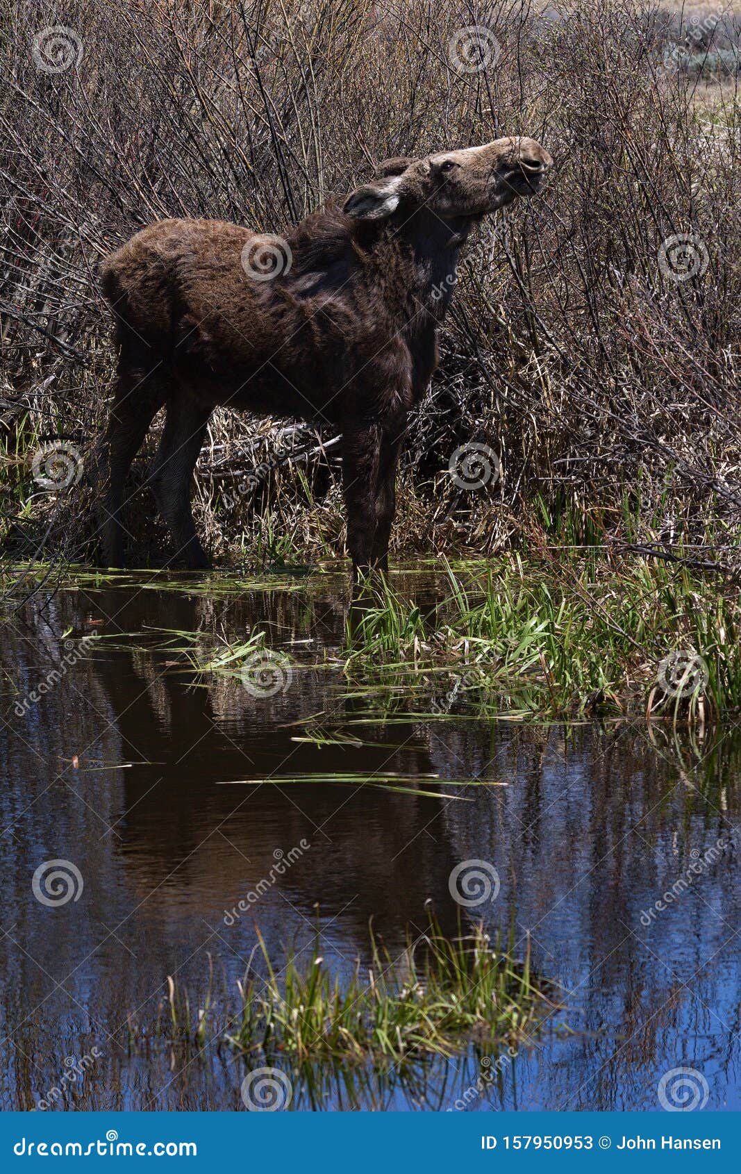 Moose in the willows stock image. Image of wetlands - 157950953