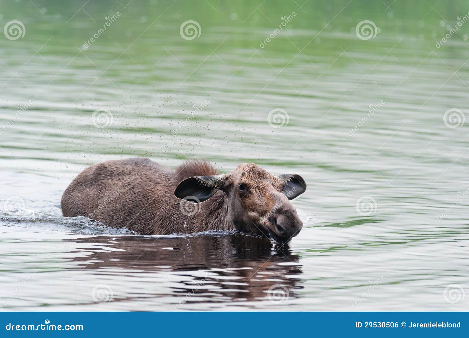Young Moose Swimming Stock Photo | CartoonDealer.com #29530506