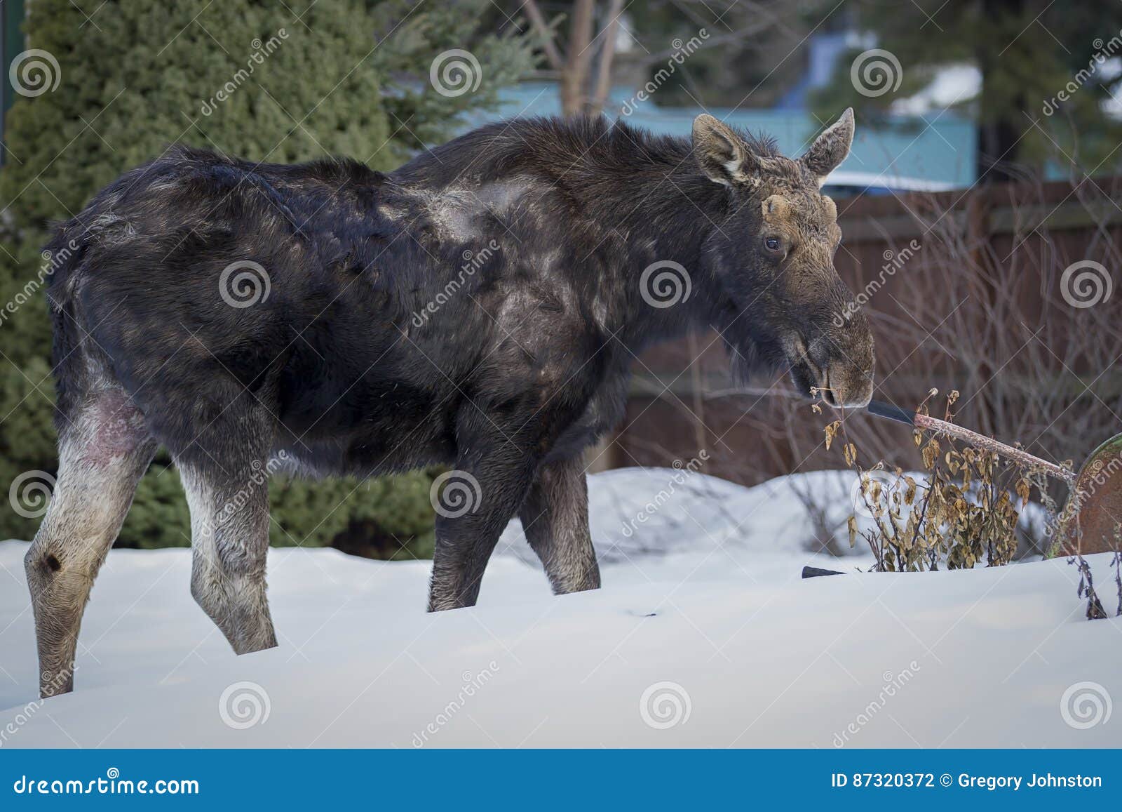 Young moose in town. stock photo. Image of season, forage - 87320372