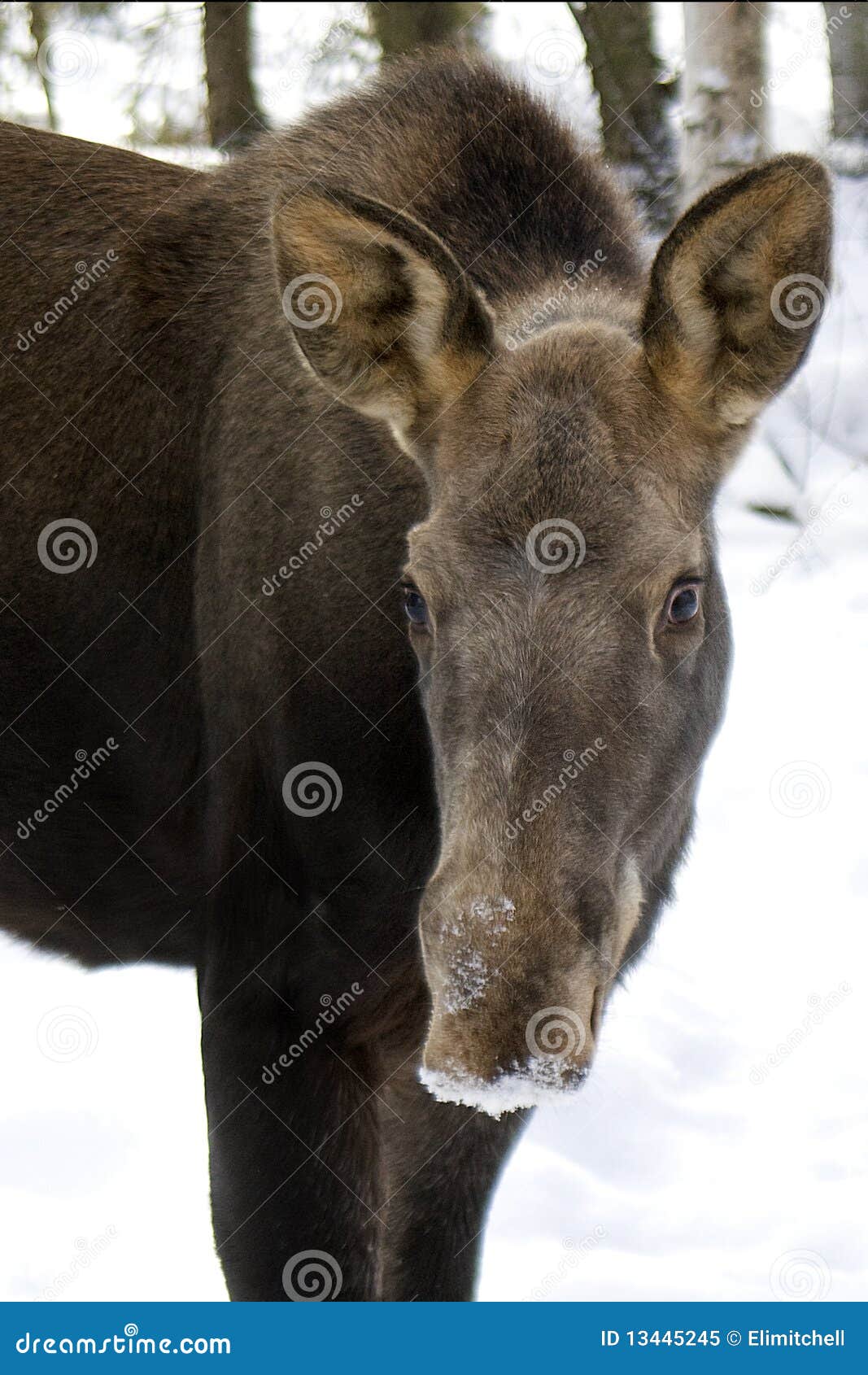 Young Moose Watching stock image. Image of habitat, food - 13445245