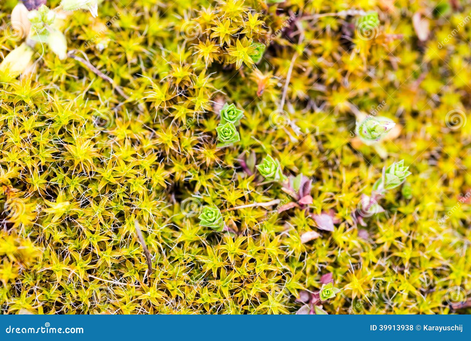 Young Moss in Spring stock photo. Image of grass, texture - 39913938