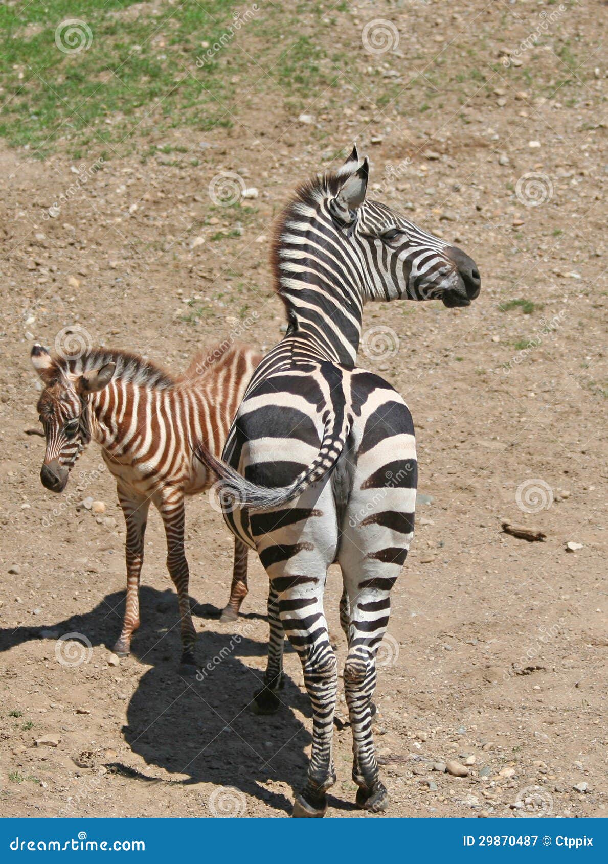 Mother Zebra And Fowl. South Africa Stock Photo | CartoonDealer.com ...