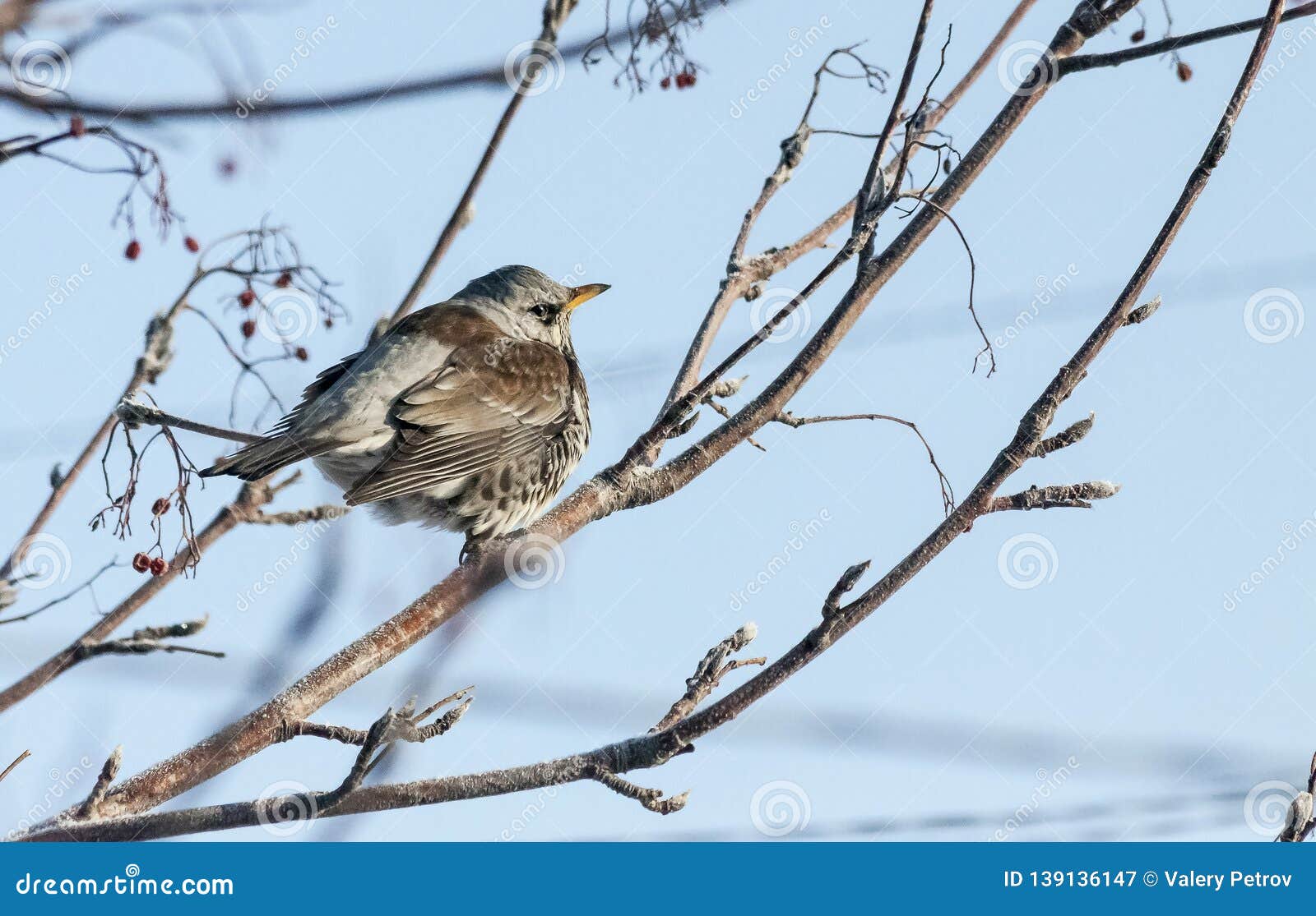 Young mountain ash thrush stock image. Image of fauna - 139136147