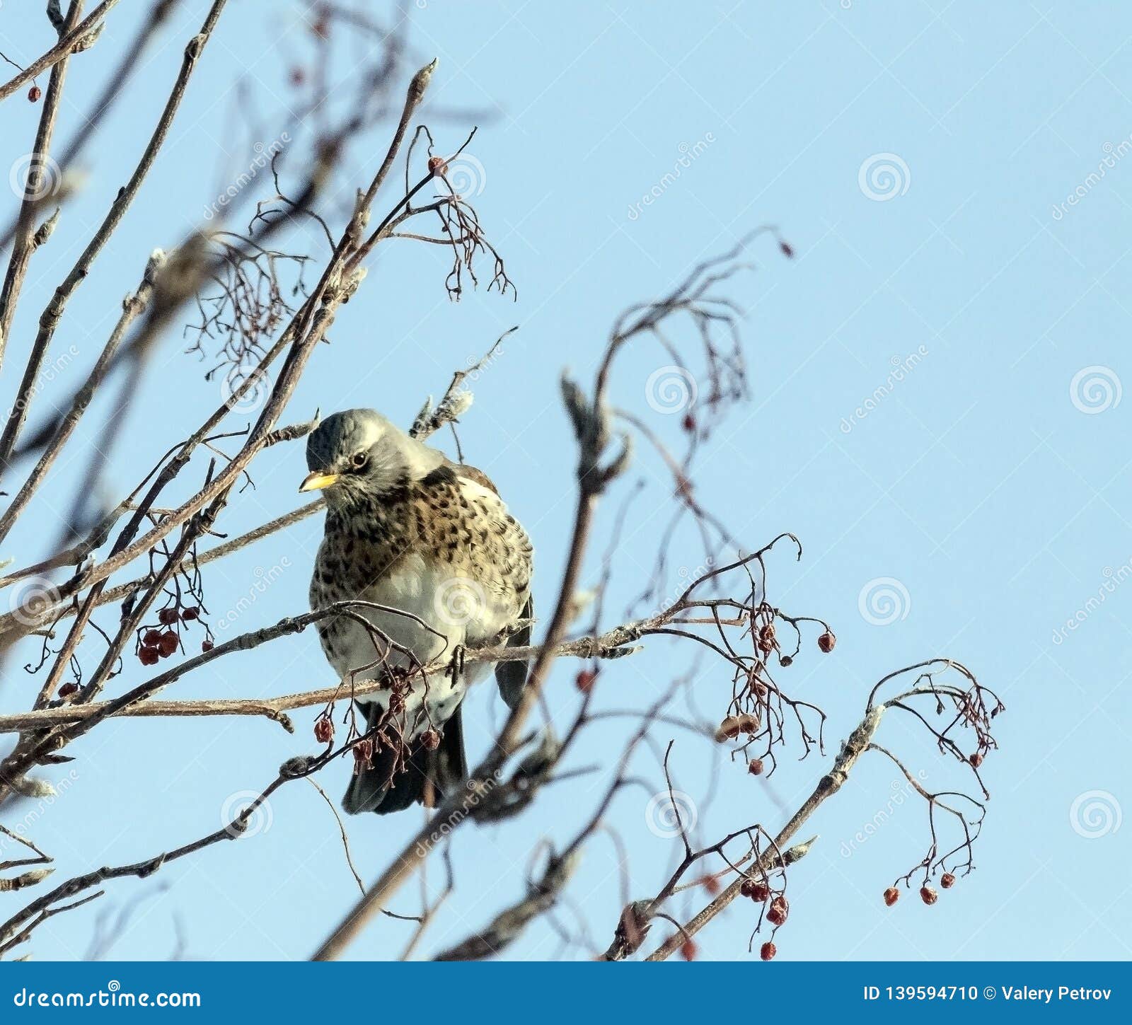 Young mountain ash thrush stock photo. Image of animal - 139594710