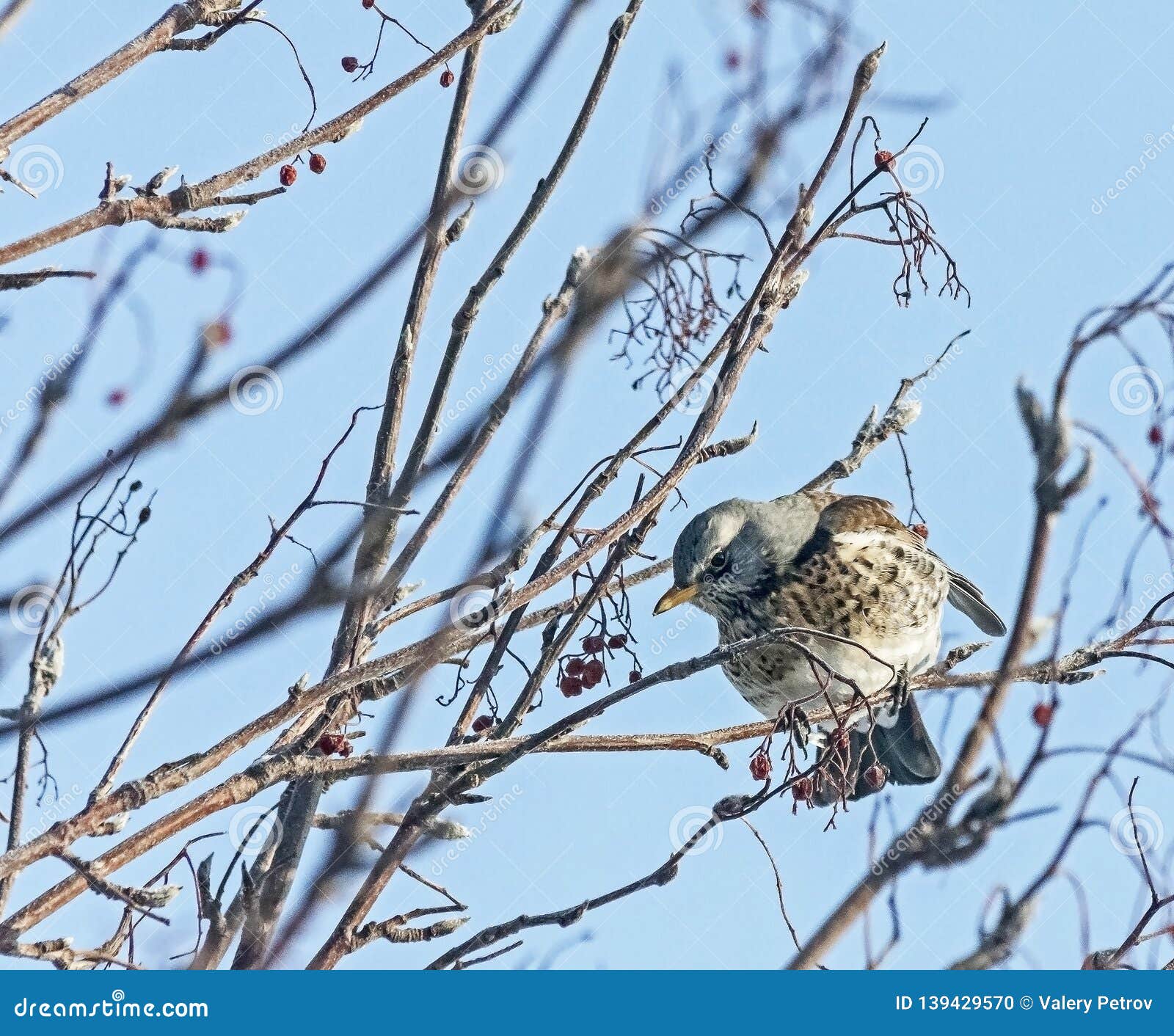 Young mountain ash thrush stock photo. Image of nature - 139429570