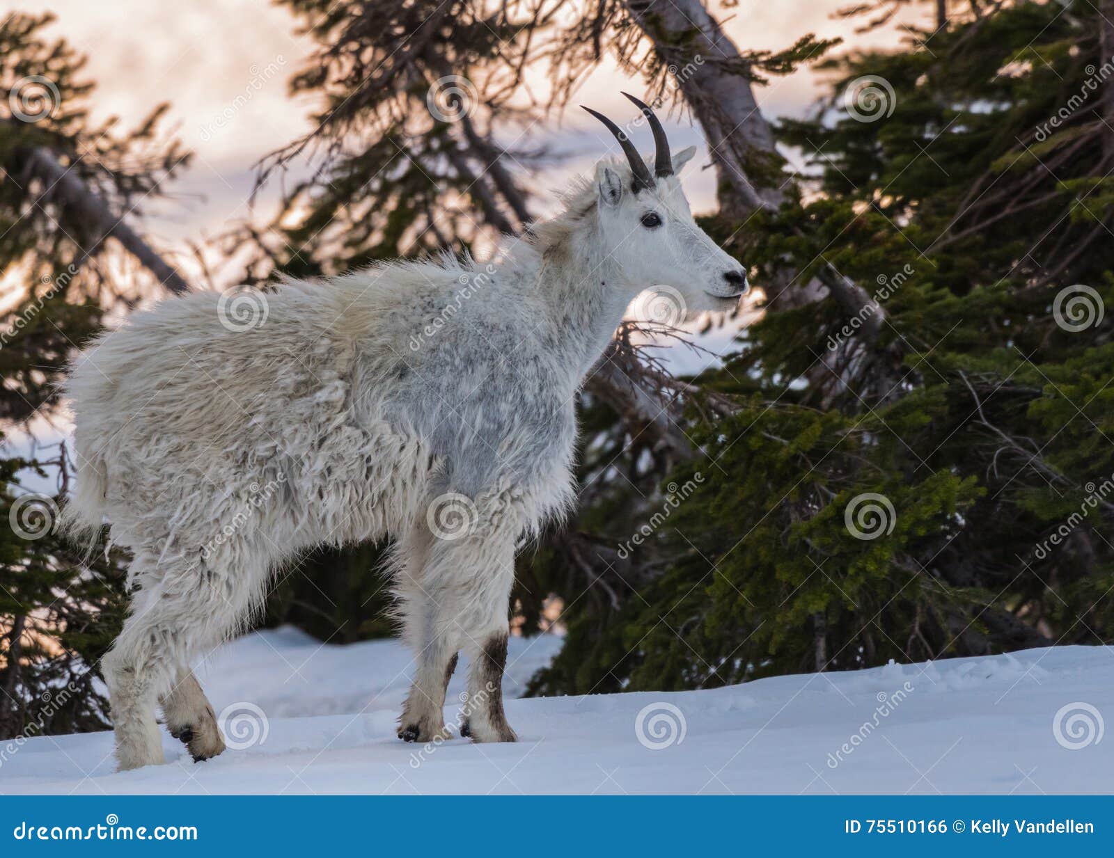 Young Mountain Goat Stands in Snow Stock Photo - Image of travel ...