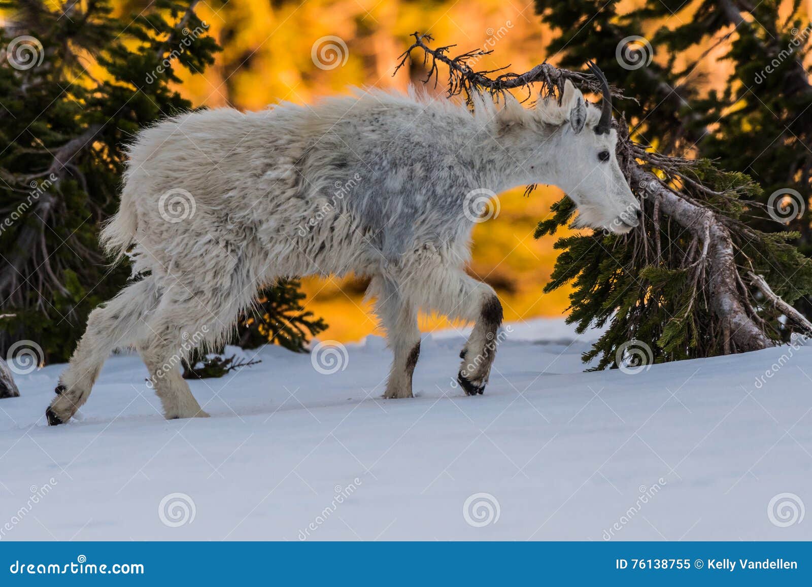 Young Mountain Goat Walks through Snow Stock Image - Image of mountains ...