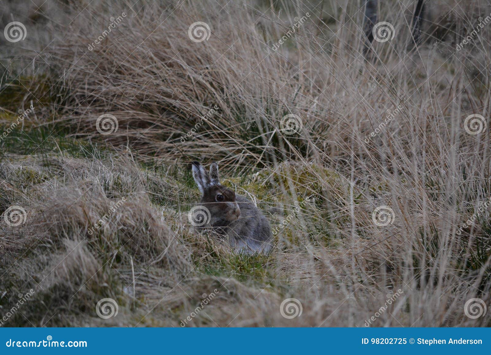 A young mountain hare. stock image. Image of hard, baby - 98202725