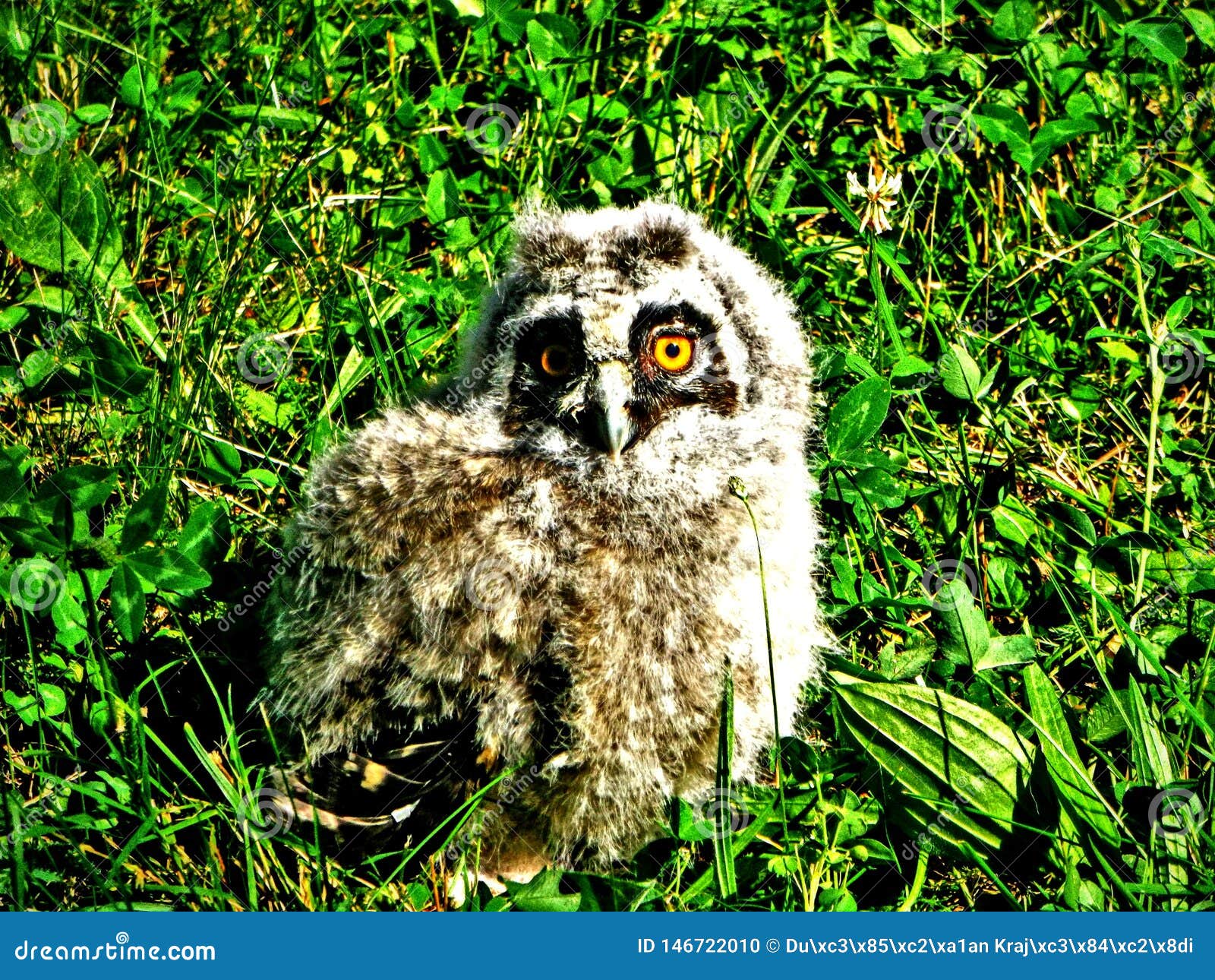 Young Mountain Mouse in the Forest Animal Stock Photo - Image of ...