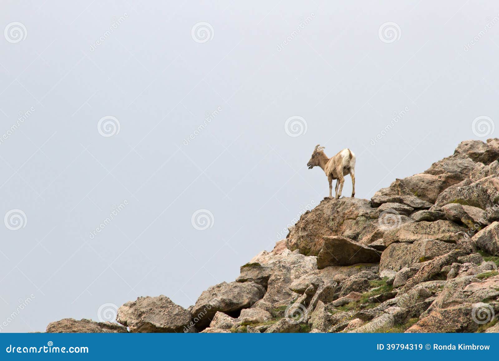 A Young Mountain Sheep Climbing on the Rocky Hillside Stock Image ...