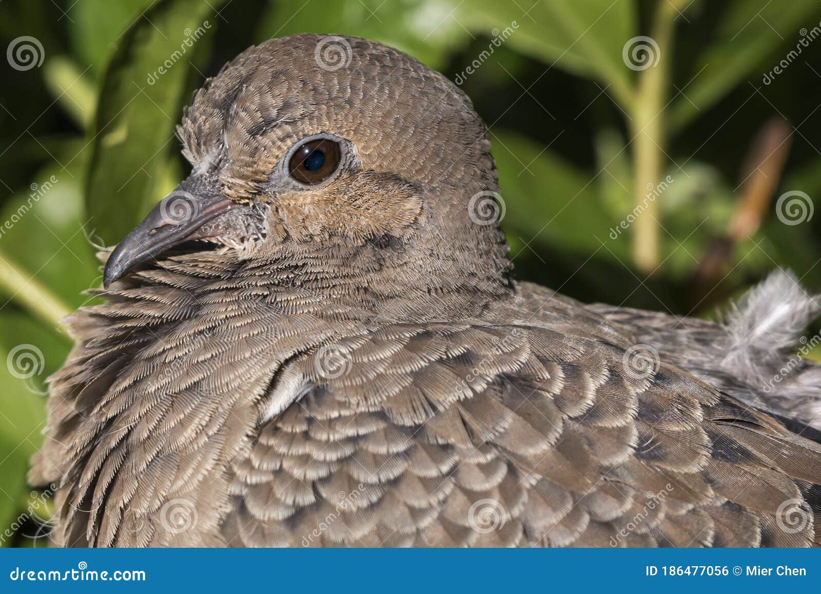 Young Mourning Dove Close Up Stock Photo - Image of groom, love: 186477056