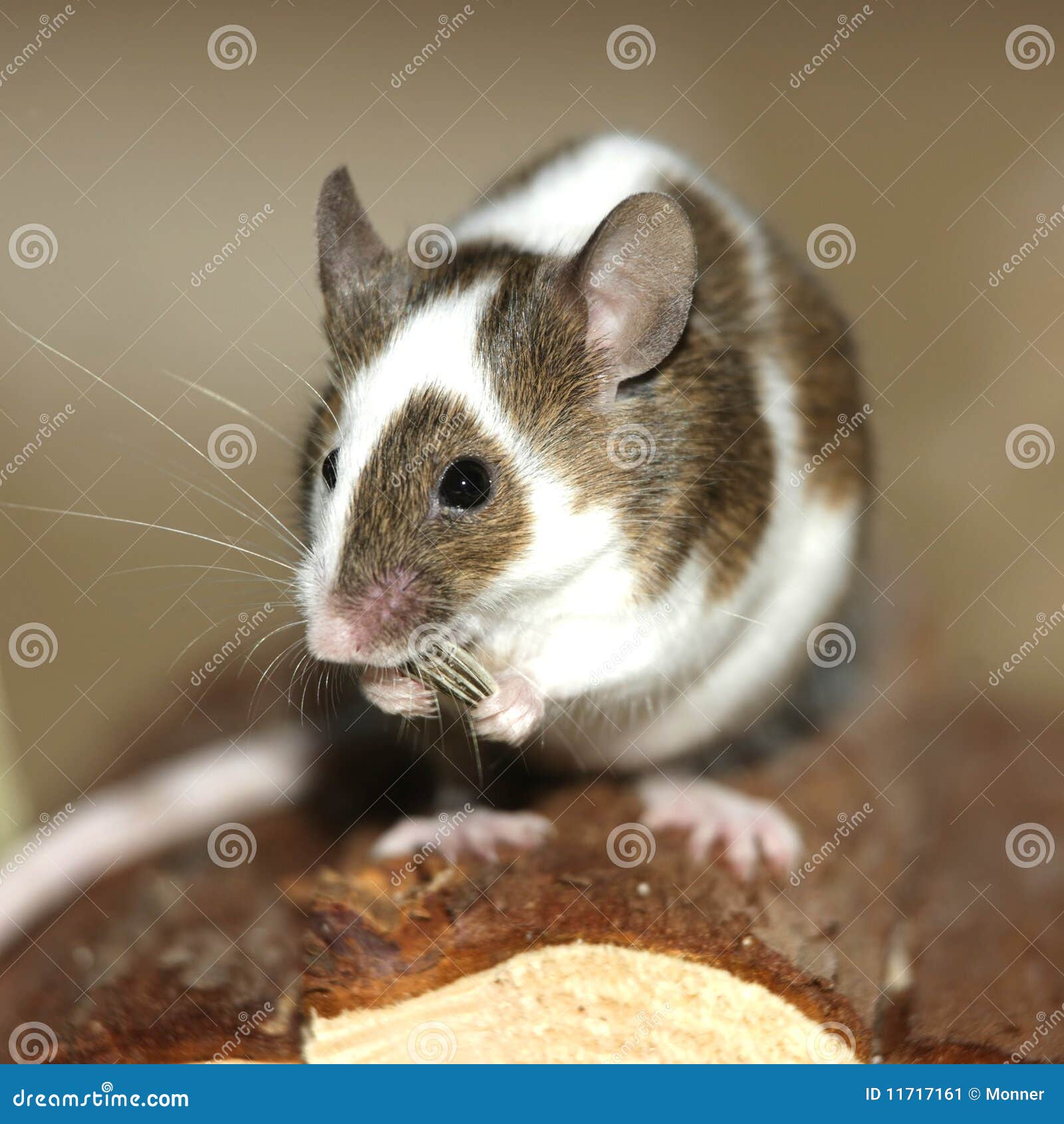 Young Mouse stock image. Image of mice, looking, white - 11717161