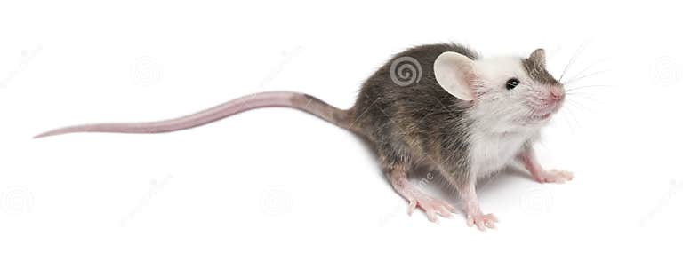 Young mouse stock image. Image of shot, away, themes - 16562109