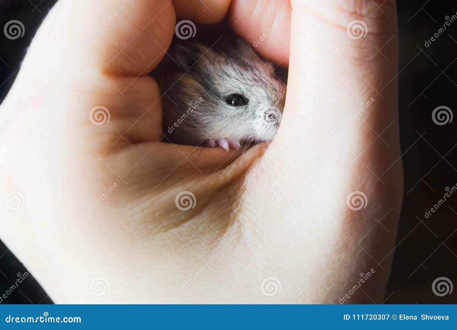 A young mouse in hand stock image. Image of home, nature - 111720307