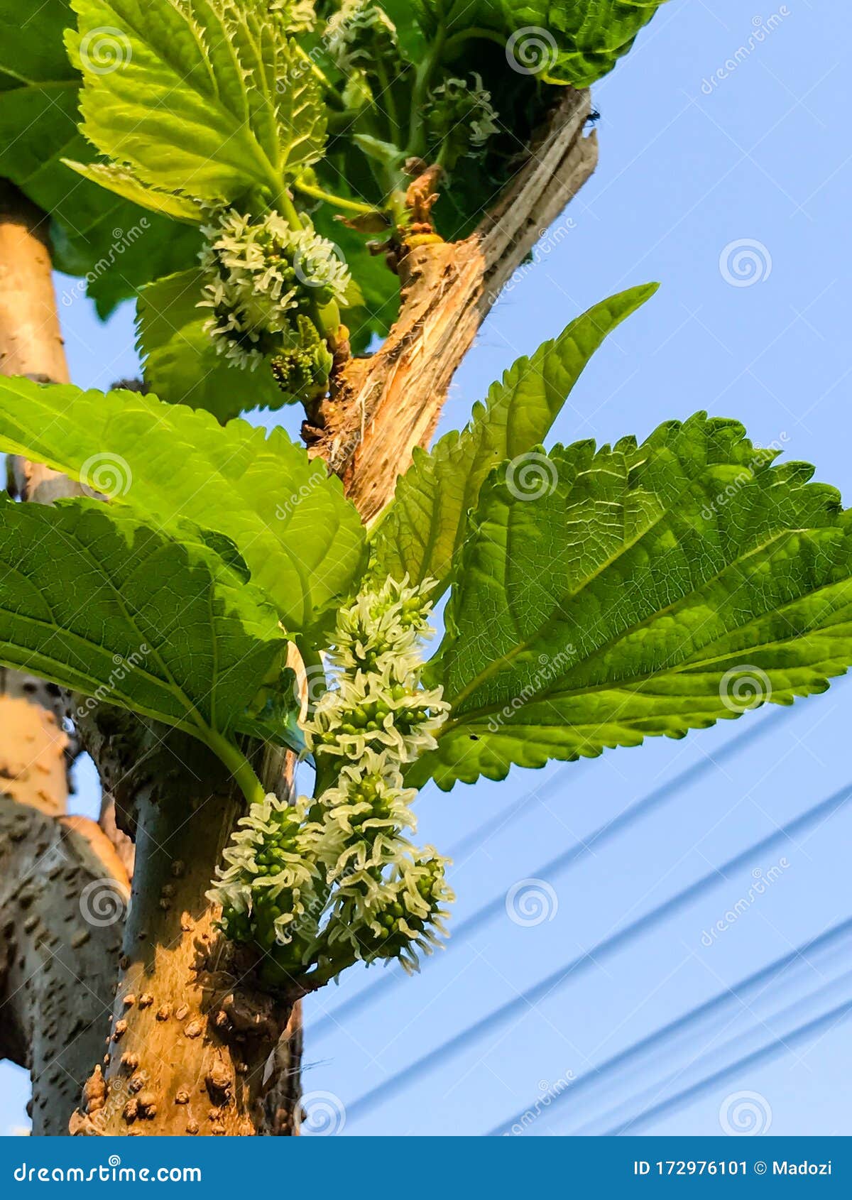Young Mulberry Fruit Growing on the Tree Stock Image - Image of growing ...