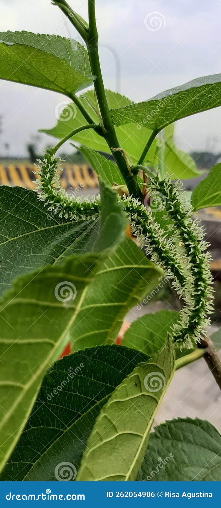 Young mulbery fruit stock photo. Image of fruit, plant - 262054906