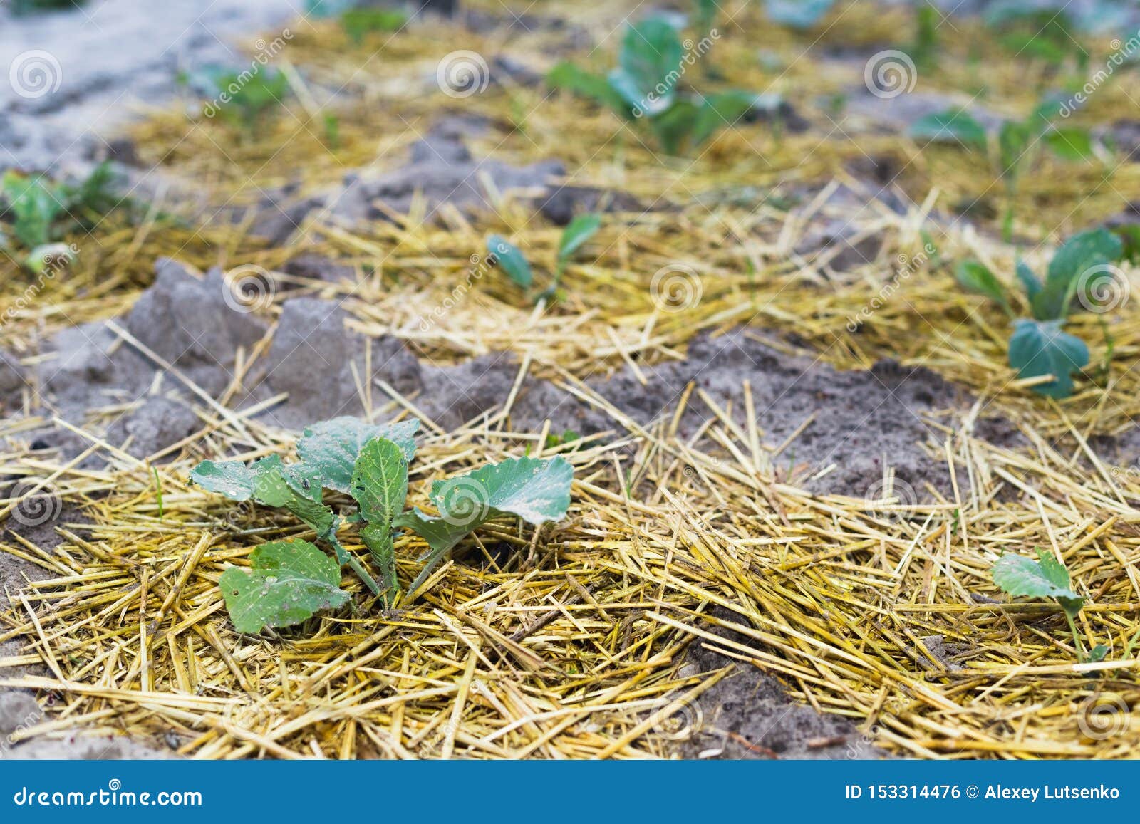 Young Mulched Cabbage in the Garden Stock Photo - Image of outdoor ...