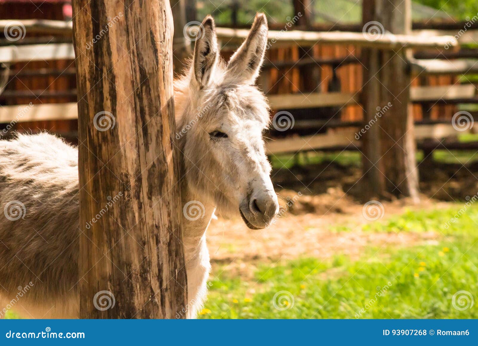Young Mule is Basking in the Sun Near a Wooden Pillar. Stock Photo ...