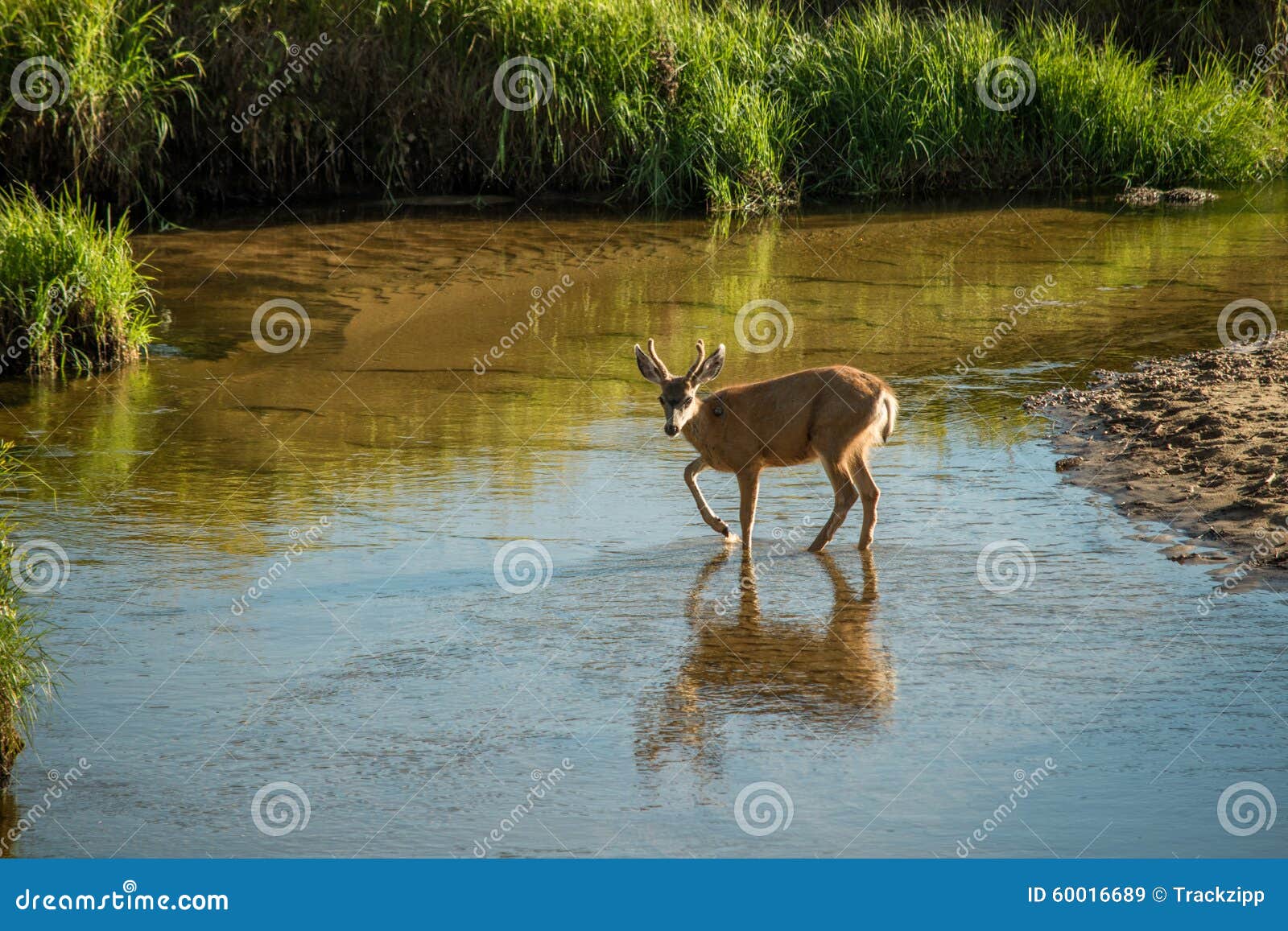 Young Mule Deer stock image. Image of river, deer, evergreen - 60016689