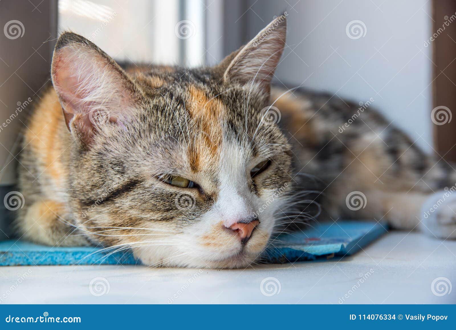 A Young Multi-colored Cat Half Asleep Looks at the Owner Stock Photo ...