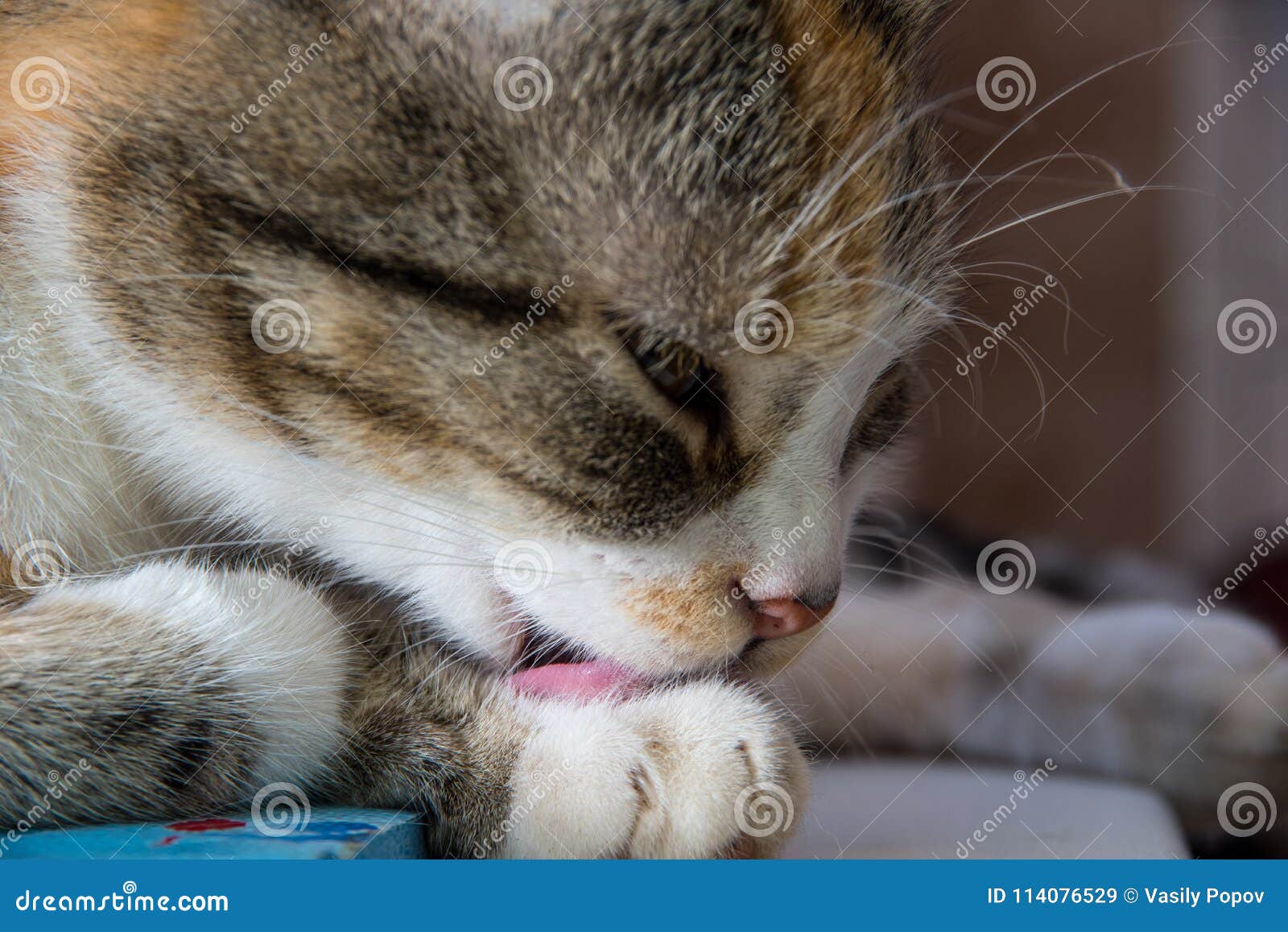 A Young Multi-colored Cat Half Asleep Looks at the Owner Stock Image ...