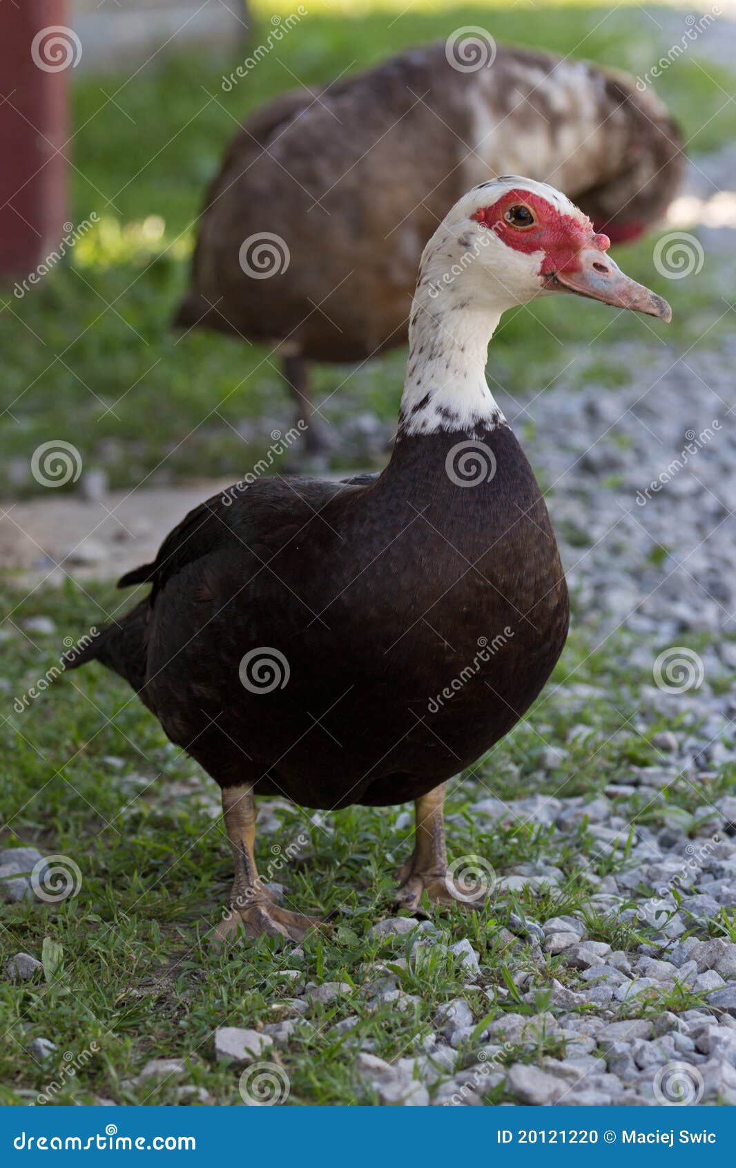 Young Muscovy Duck stock photo. Image of skin, duckling - 20121220