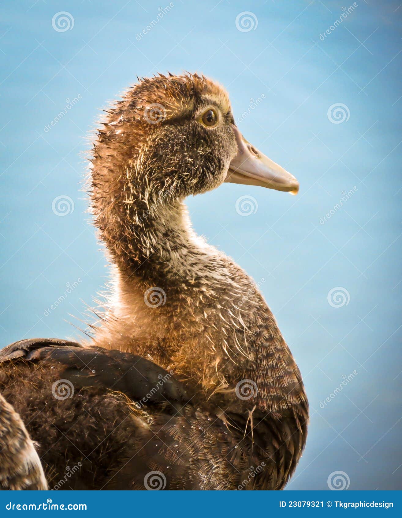 Young Muscovy Duck stock image. Image of closeup, duck - 23079321