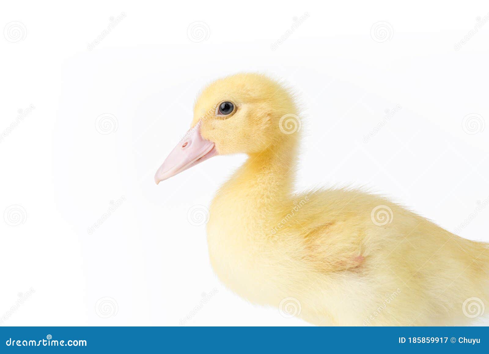 Young muscovy duck closeup stock image. Image of springtime - 185859917