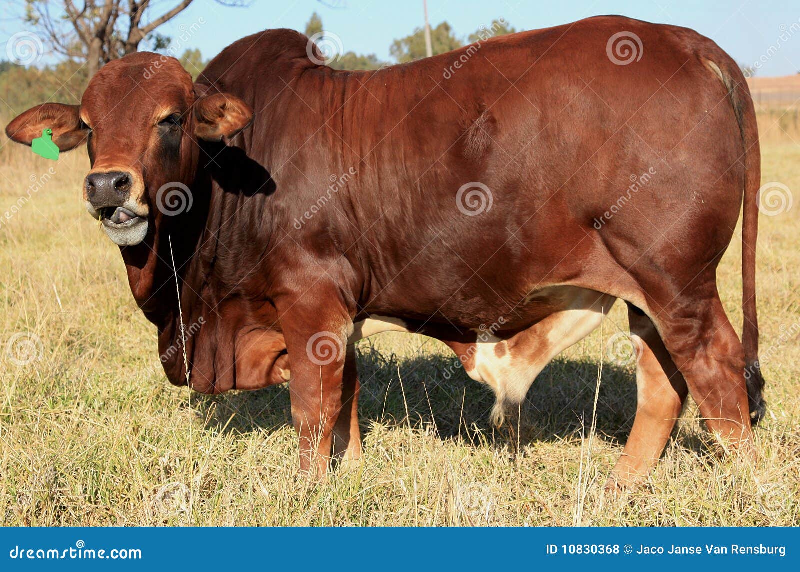 Young Muscular Boran Red Bull Stock Photo - Image of grass, veld: 10830368