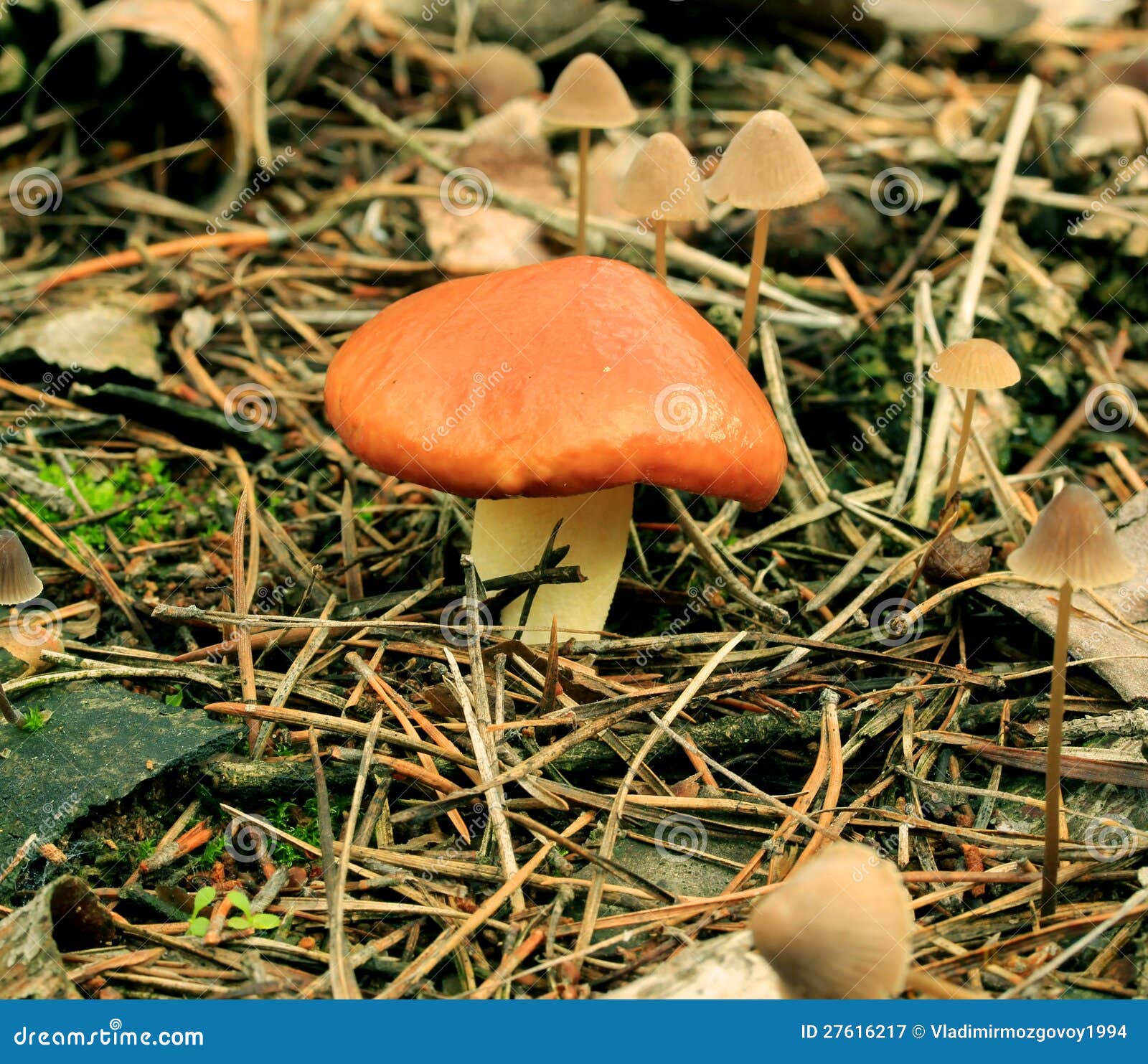 Young Mushroom (Suillus Granulatus) Stock Image - Image of nature ...