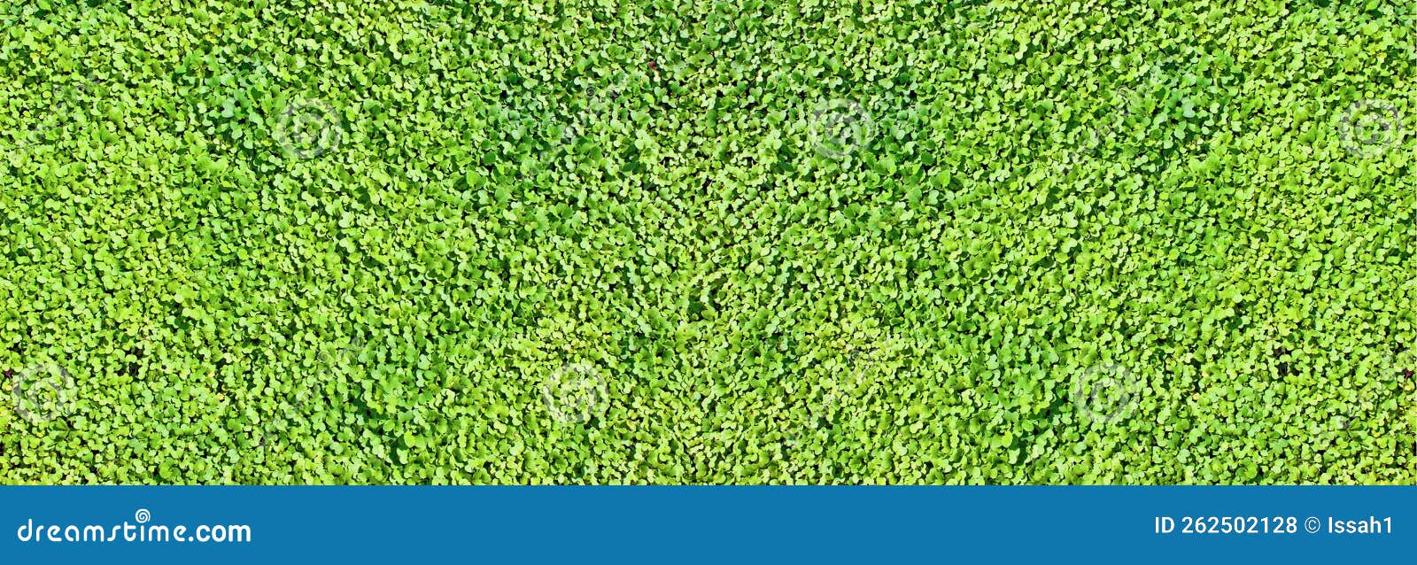 Young Mustard Grass Close Up for Background Stock Photo - Image of ...