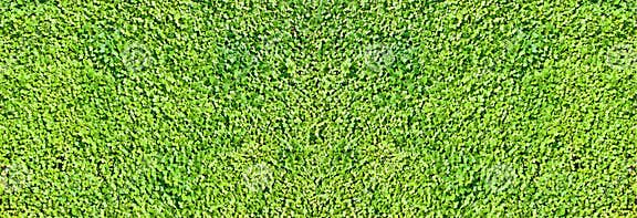 Young Mustard Grass Close Up for Background Stock Photo - Image of ...