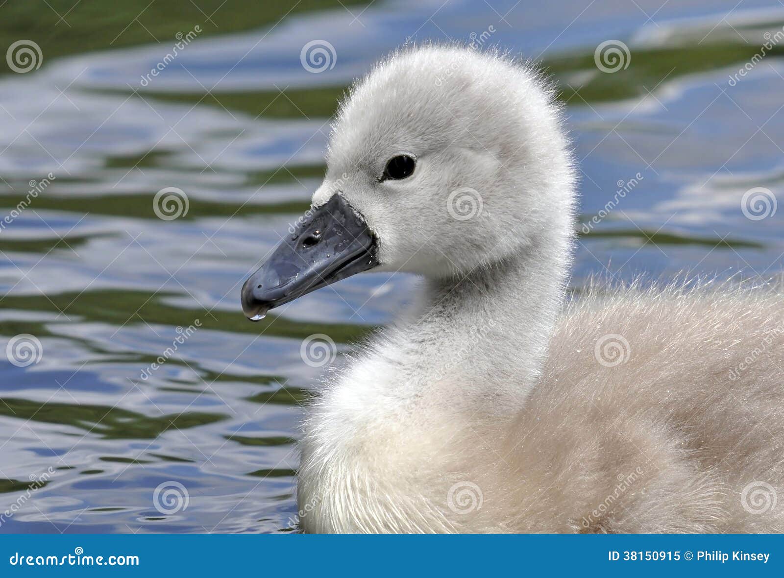 Young Mute Swan Chick stock image. Image of nature, eyes - 38150915