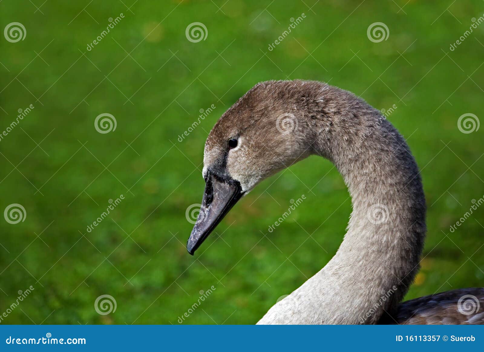 Young Mute Swan Cygnet Head Shot Stock Image - Image of shot, cygnet ...